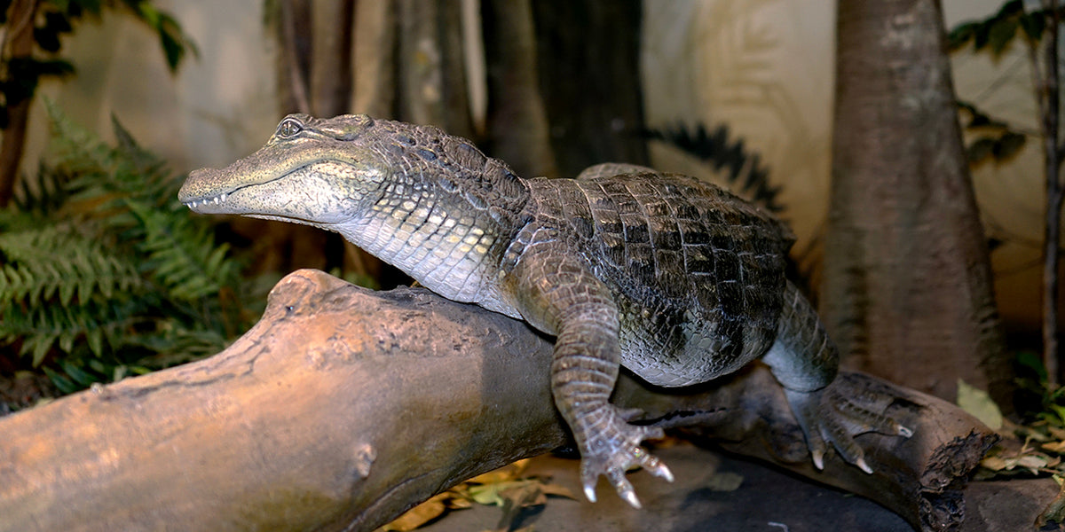 Croctober – The Science Museum of Minnesota
