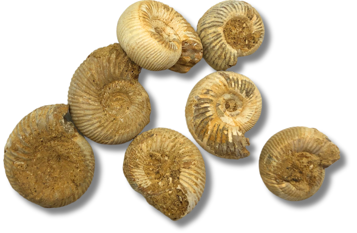 Ammonite $4 – The Science Museum of Minnesota