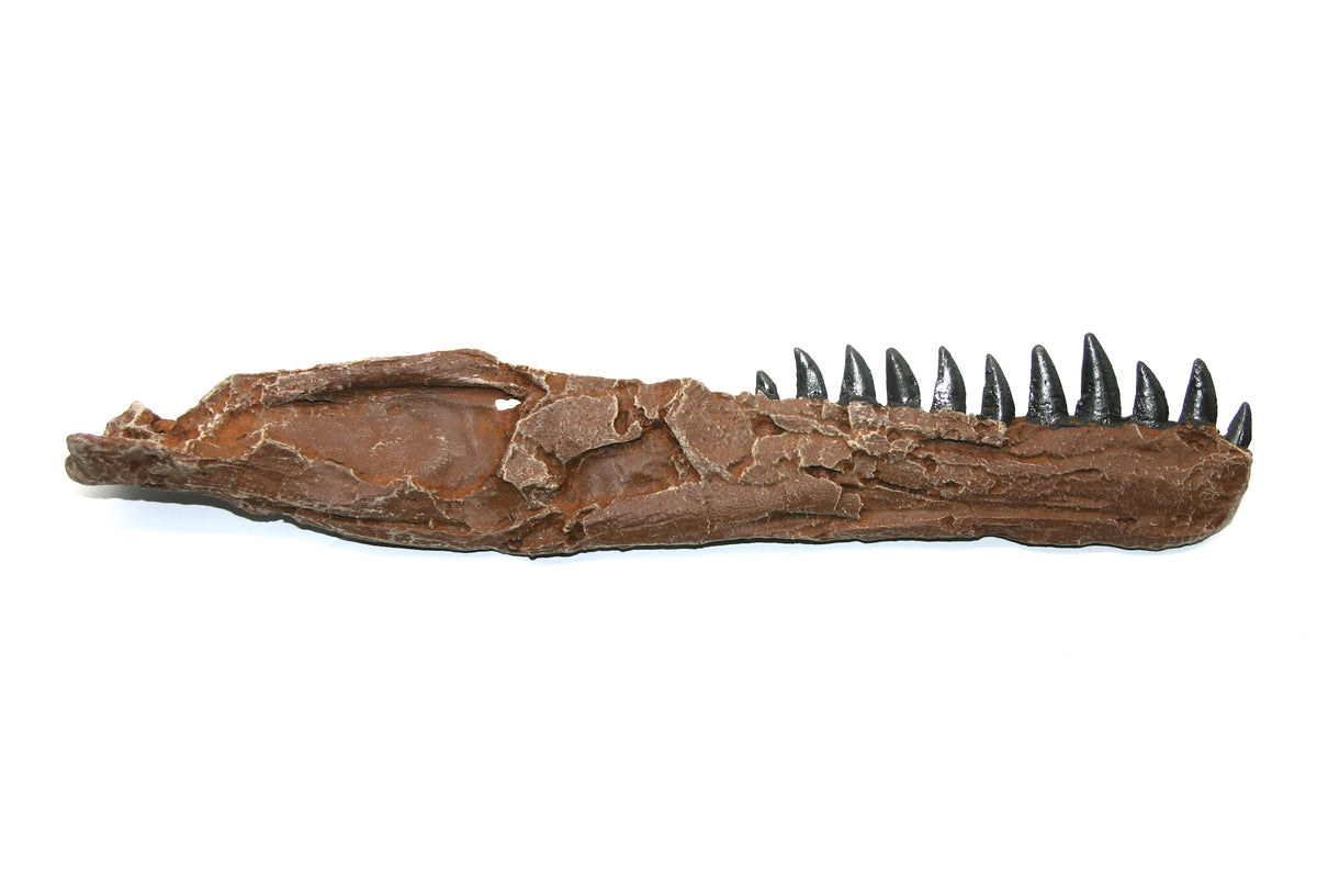 Dromaeosaurus Cast Jaw – The Science Museum of Minnesota
