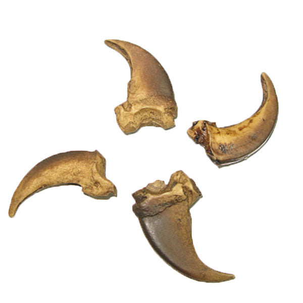 Wolf Claw Replica – The Science Museum of Minnesota