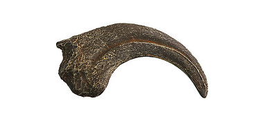 Dromaeosaur Cast Hand Claw – The Science Museum of Minnesota